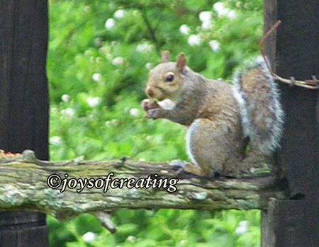 Wildlife Wednesday – Squirrel | Joys Of Creating