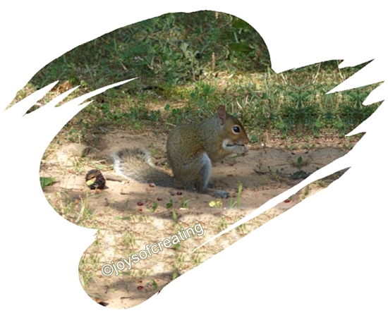 Wordless Wildlife Wednesday – squirrel | Joys Of Creating